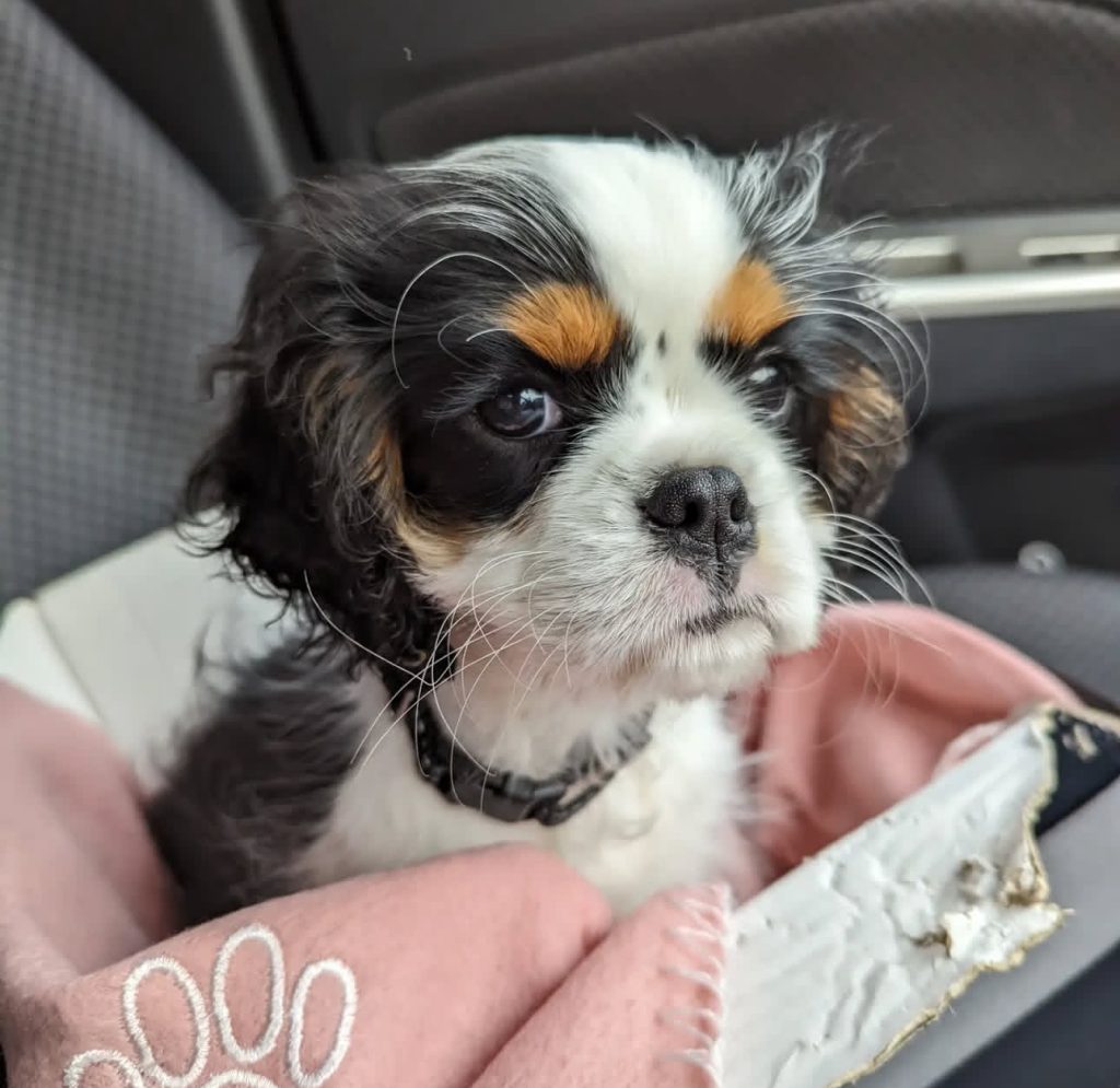 King Charles Spaniel Puppies For Sale - Find Your Perfect Cavalier King Charles Spaniel Puppy